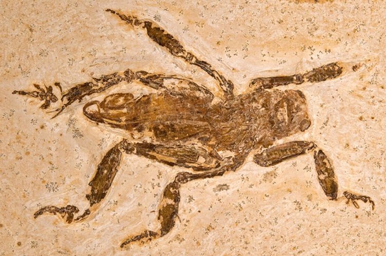 Świadectwo ewolucyjnego zastoju | KopalniaWiedzy.pl Świadectwo ewolucyjnego zastoju | KopalniaWiedzy.pl