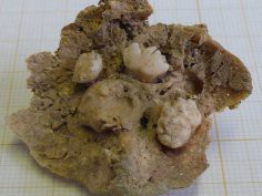 Potworniak sprzed kilkuset lat | KopalniaWiedzy.pl